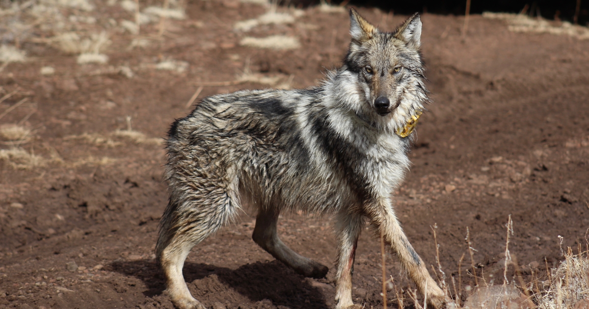 The ESA at 50: Mexican Gray Wolves - The Endangered Species Act at 50